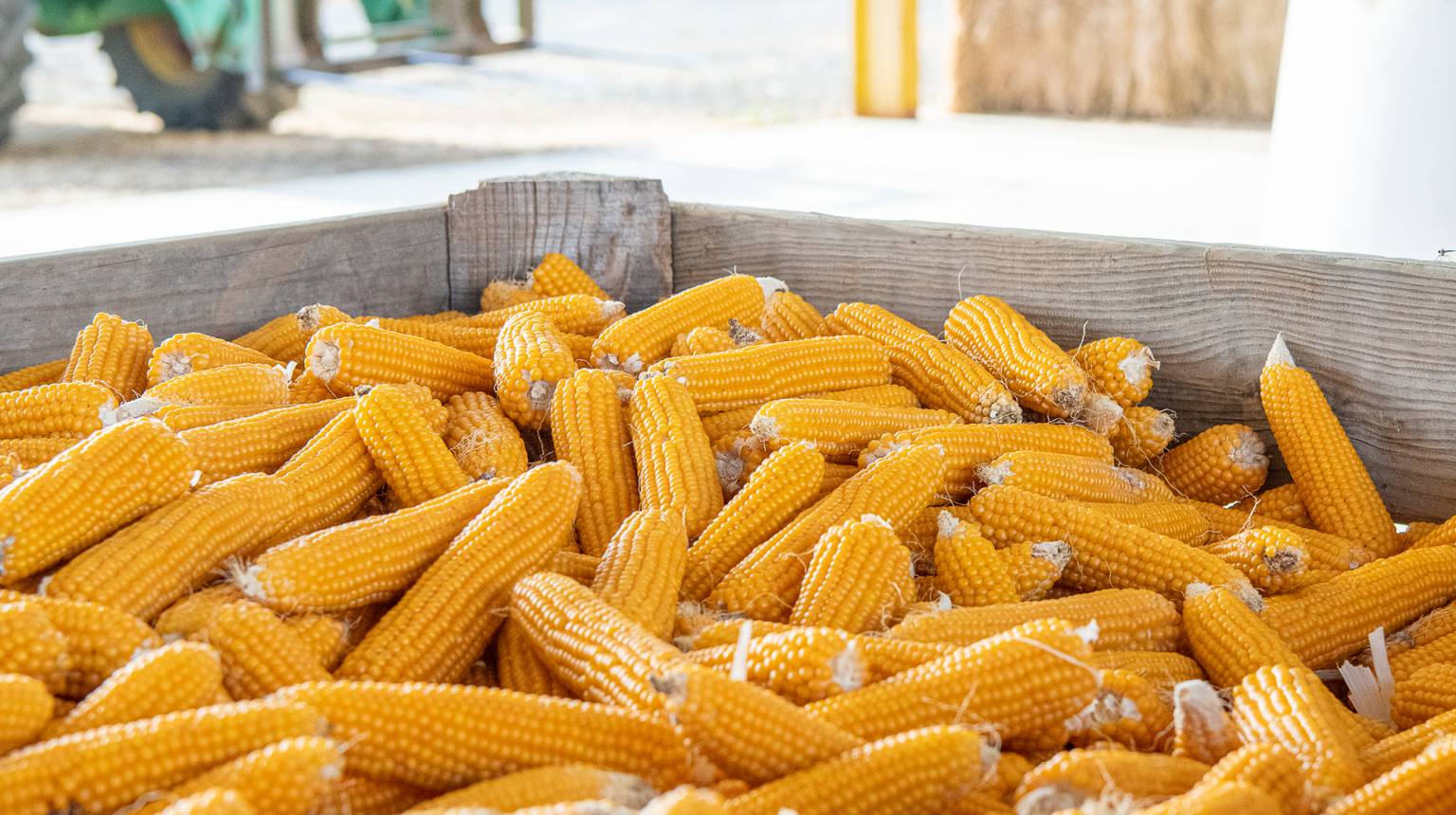 Get Popping! Popcorn on the Cob - The Source Bulk Foods